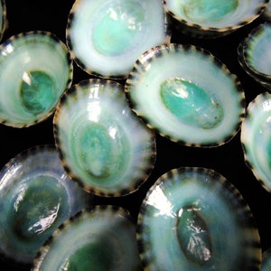 Multipack .5"-1" Green Limpet Shells Seashell Ocean Beach Nautical ...