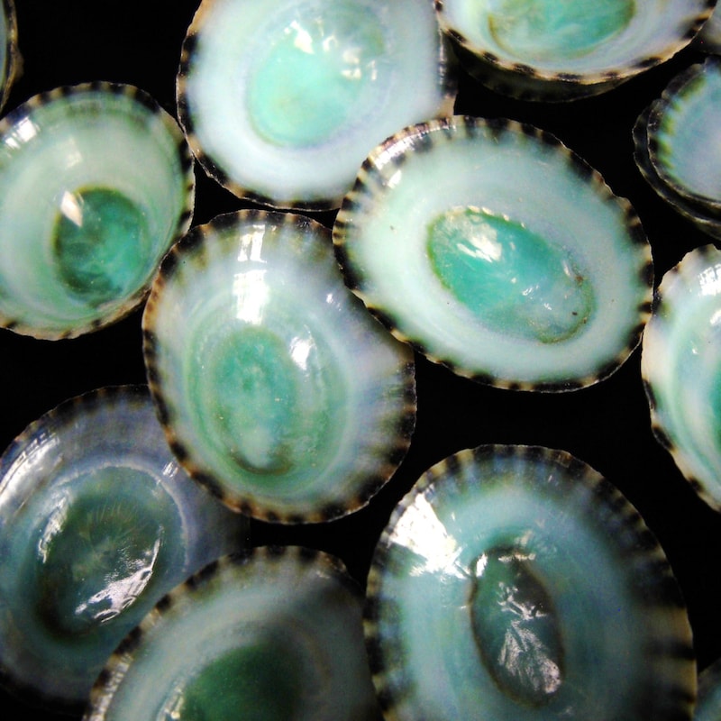 Teal Shells - Etsy