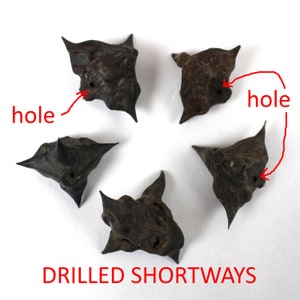 1.5" Approx Bat Devil Caltrops DRILLED or UNDRILLED Real Wood Nut ...