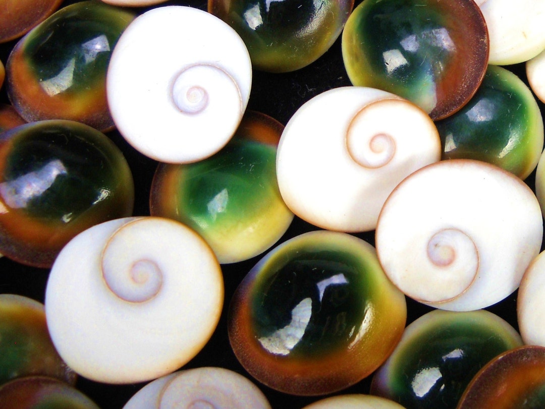 Multipack 3/4" Cat's Eye Shell Shiva Trapdoor Operculum Spiral Green ...