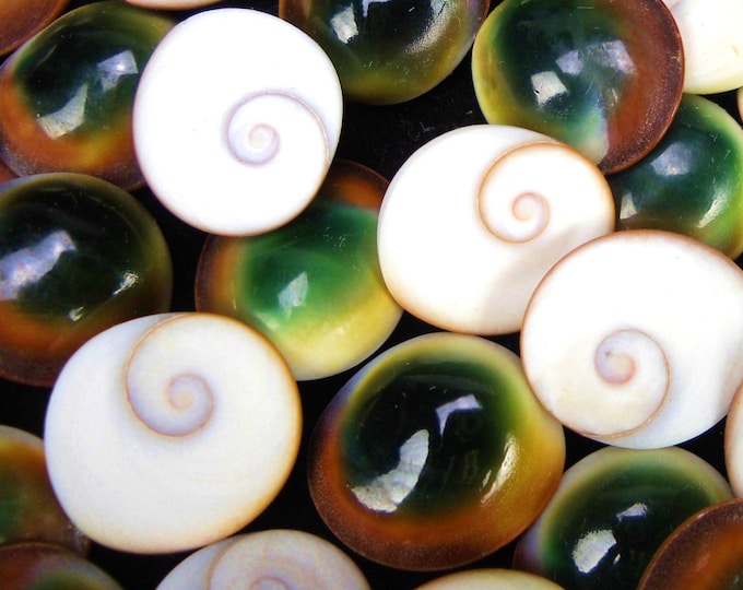 Multipack 3/4 Cat's Eye Shell Shiva Trapdoor Operculum Spiral Green ...
