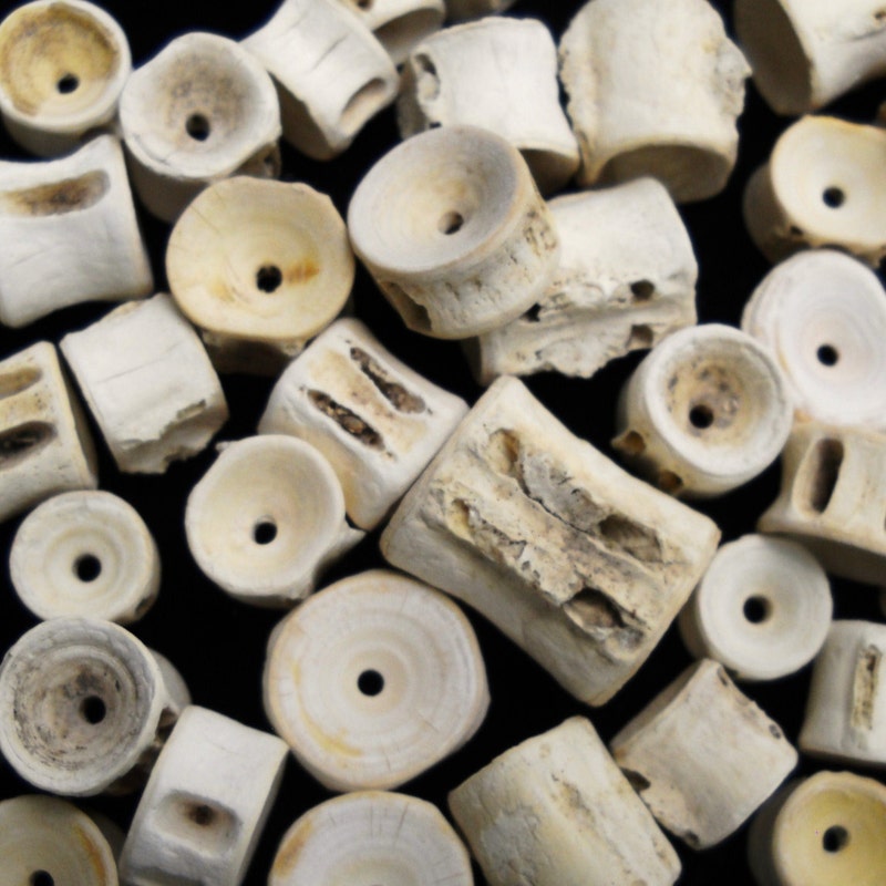 Fish Vertebrae - Etsy