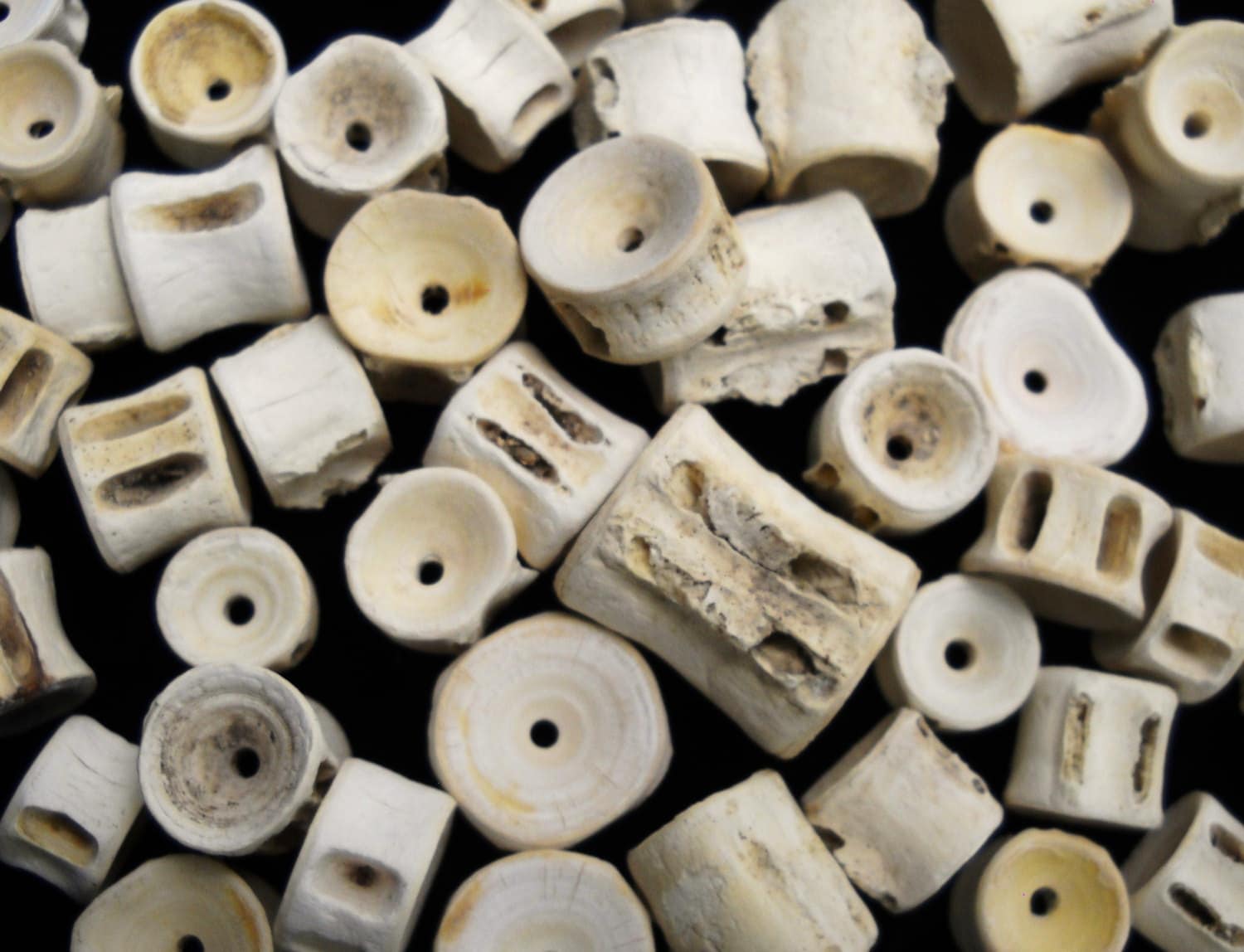 Multipack 1/4-3/8" DRILLED Shark Vertebrae Beads Real Bone Taxidermy ...