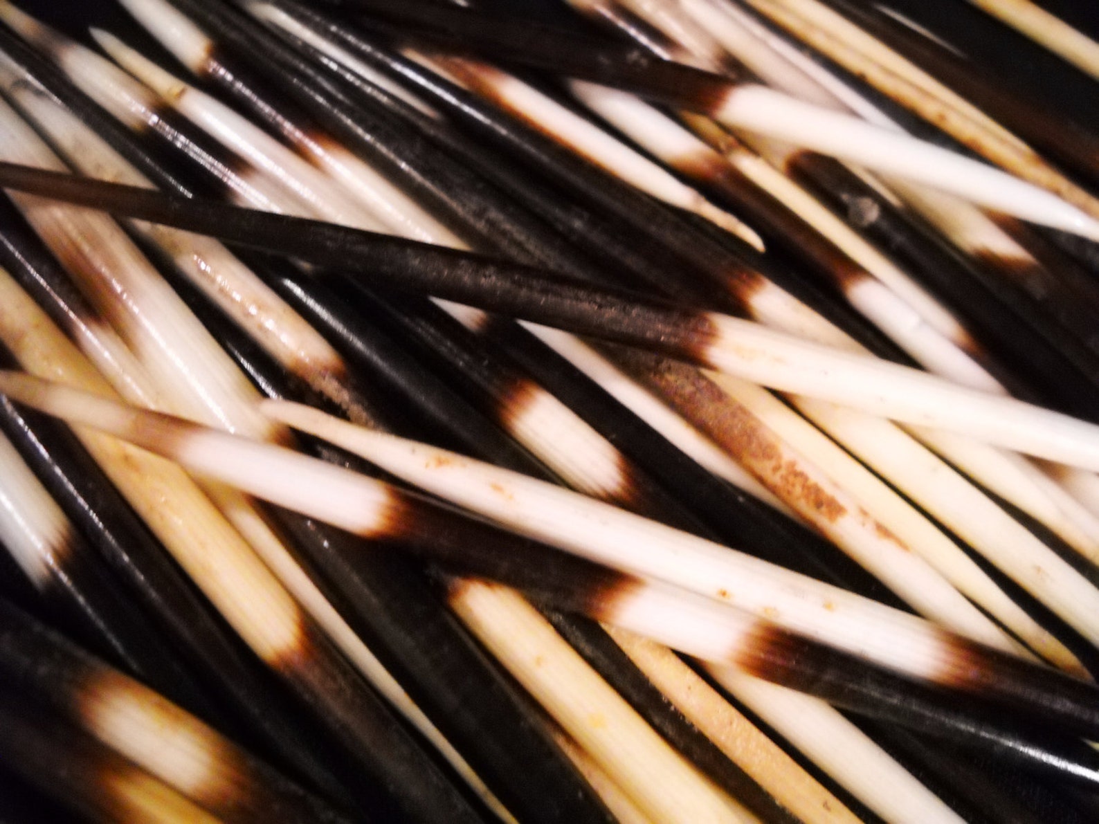 Multipack THICK 4-6" Porcupine Quills Needles for Quillwork, Art ...
