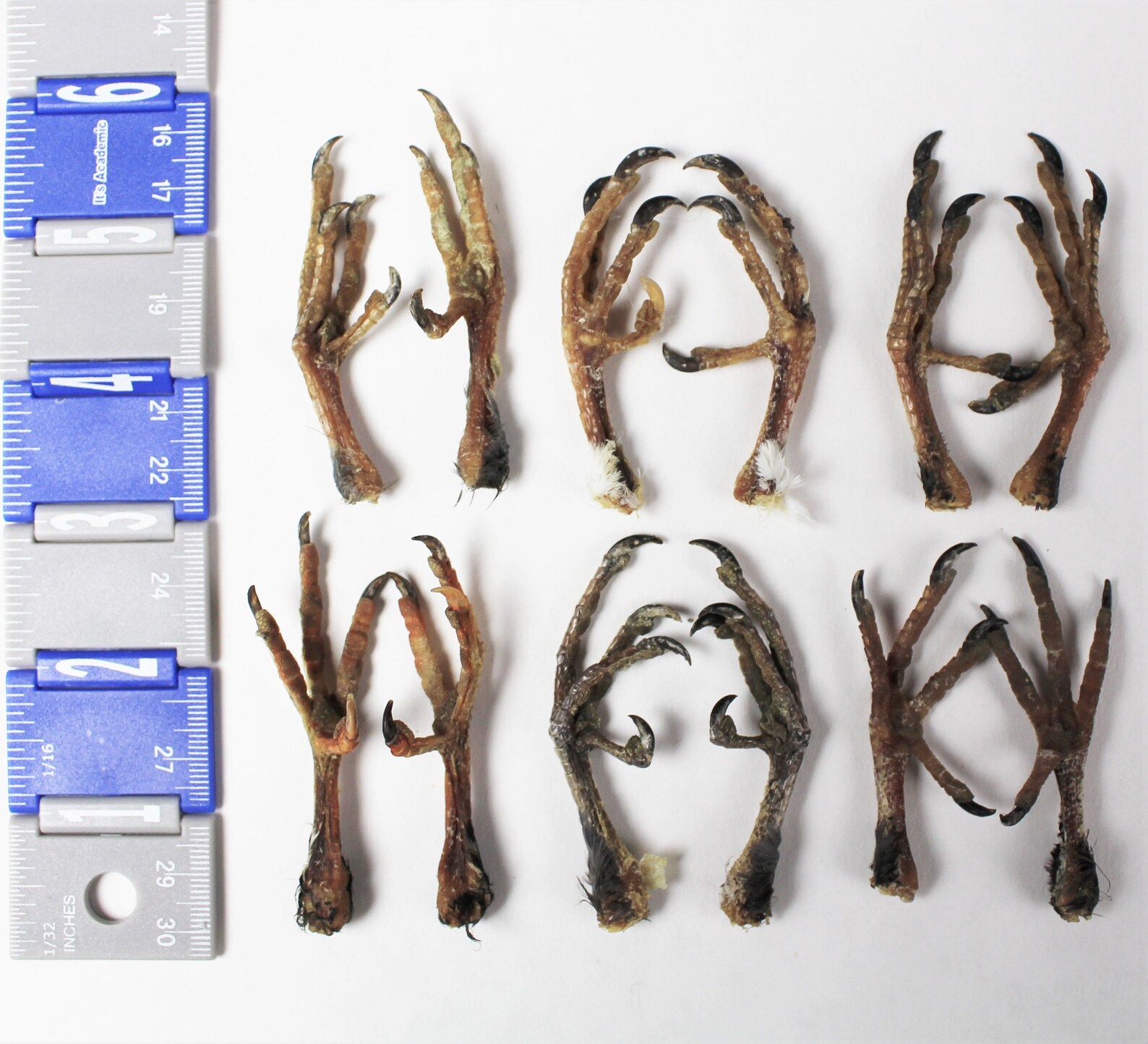 2-3 Pigeon Bird Leg Pairs Set of 2 Legs Taxidermy | Etsy