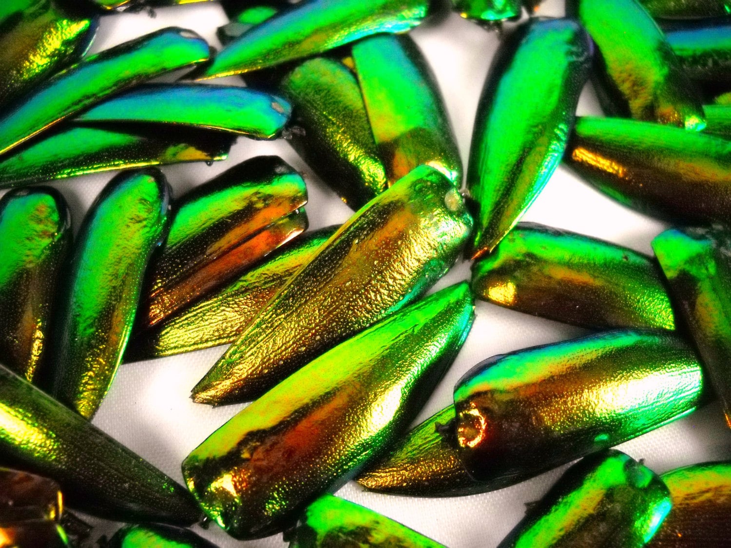 Multipack 1.25" COPPER TONE Green Elytra Beetle Wings Natural ...