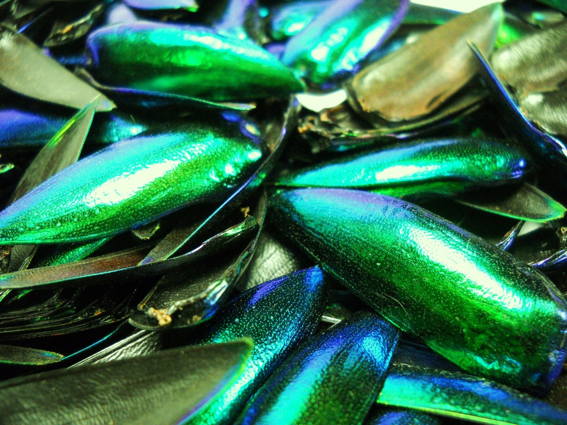 Multipack 1.25" Elytra Beetle Wings GREEN TONE Natural Iridescent ...