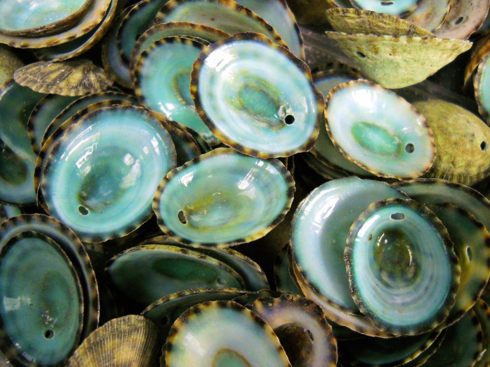 Multipack .5"-1" DRILLED Green Limpet Shells Seashell Ocean Beach ...