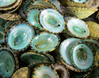 Multipack 1 Cat's Eye Shell Shiva Trapdoor Operculum Spiral Green ...