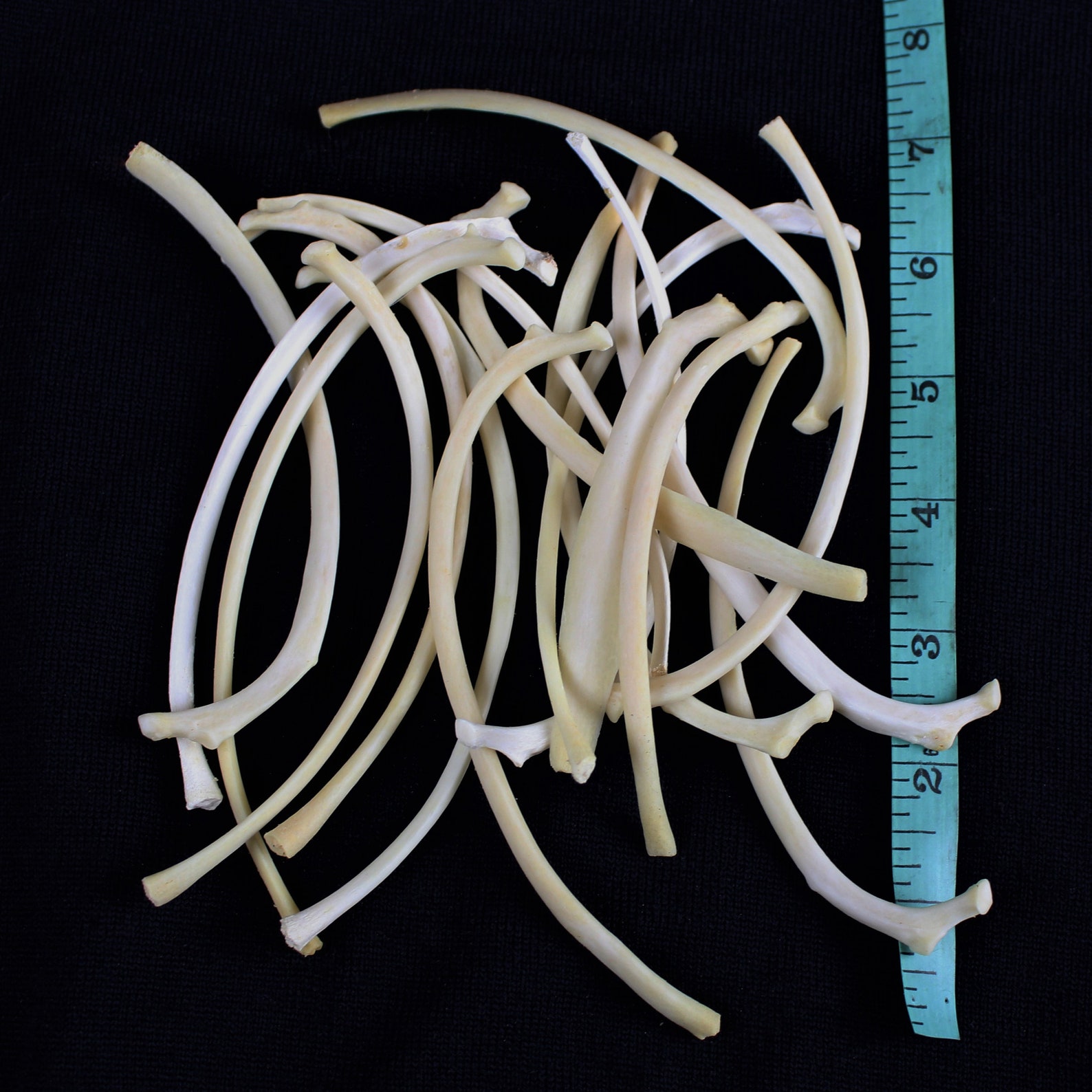 Multipack 3-6 Coyote Rib Bones Real Bone Taxidermy WHOLE - Etsy