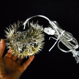 5-6" Hanging Light Puffer Fish Real Blowfish Lamp Taxidermy Animal ...