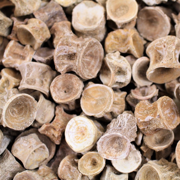 Shark Vertebrae - Etsy