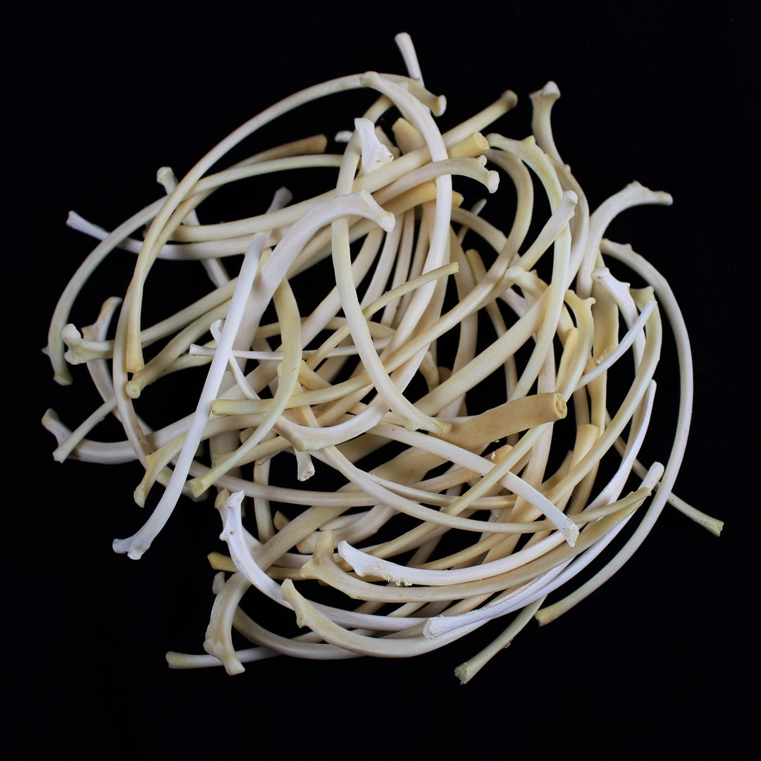 Multipack 3-6" Coyote Rib Bones Real Bone Taxidermy WHOLE Ribs - Etsy