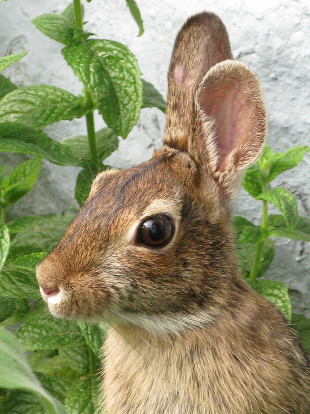 Bunny Photograph - Etsy