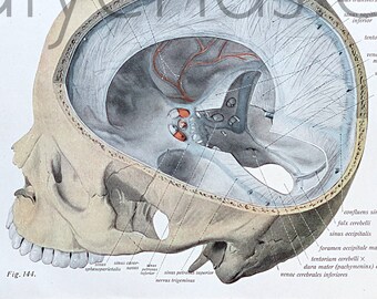 1950's Human Anatomy Original Vintage Science Encyclopedia - Etsy