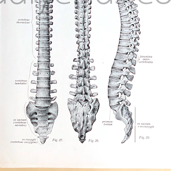 Anatomy Plates - Etsy