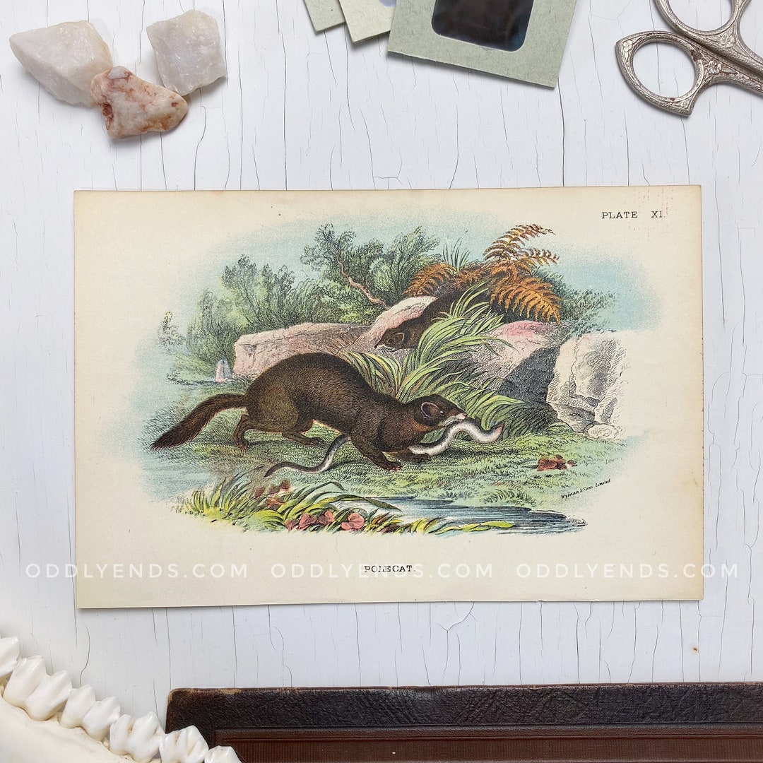 1890's Polecat Weasel, Original Vintage Illustration, Not Reproduction ...