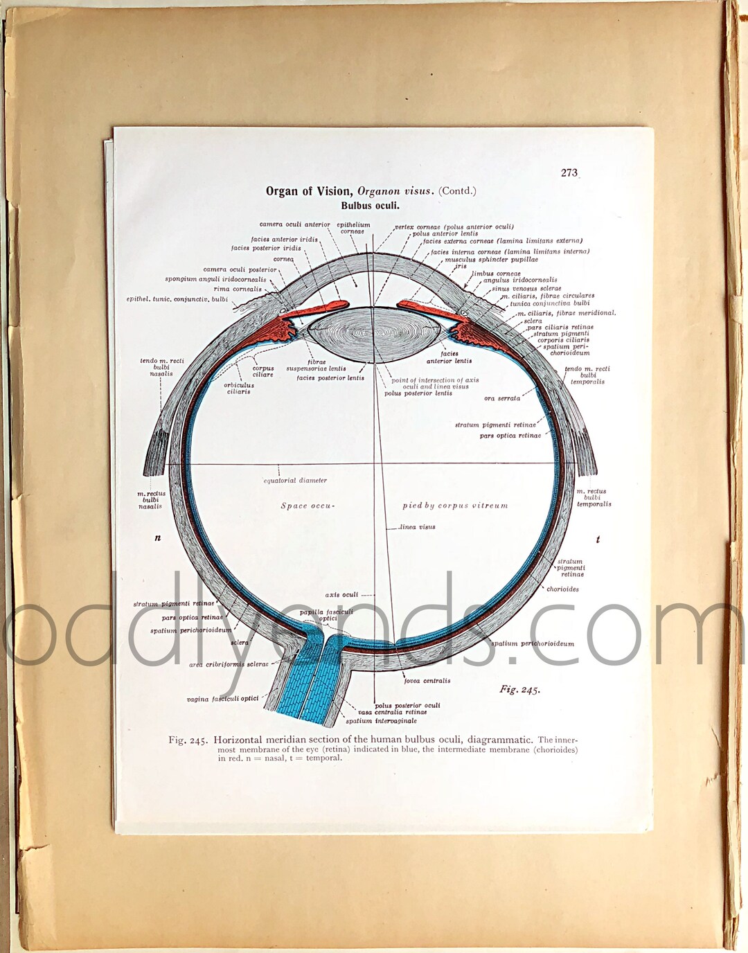 1950's Human Anatomy Original Vintage Science Encyclopedia Plate - Etsy UK
