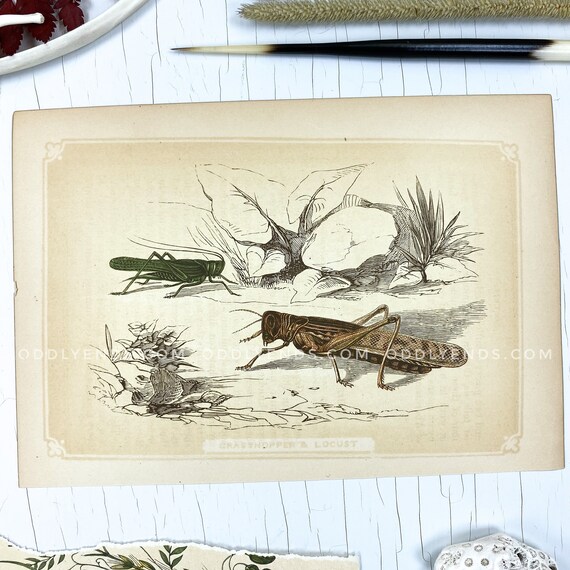 Locust Flying Drawing