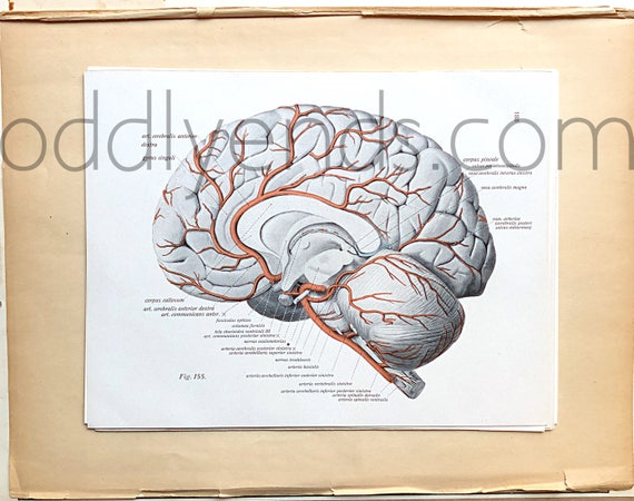 1950's Human Anatomy Original Vintage Science Encyclopedia - Etsy
