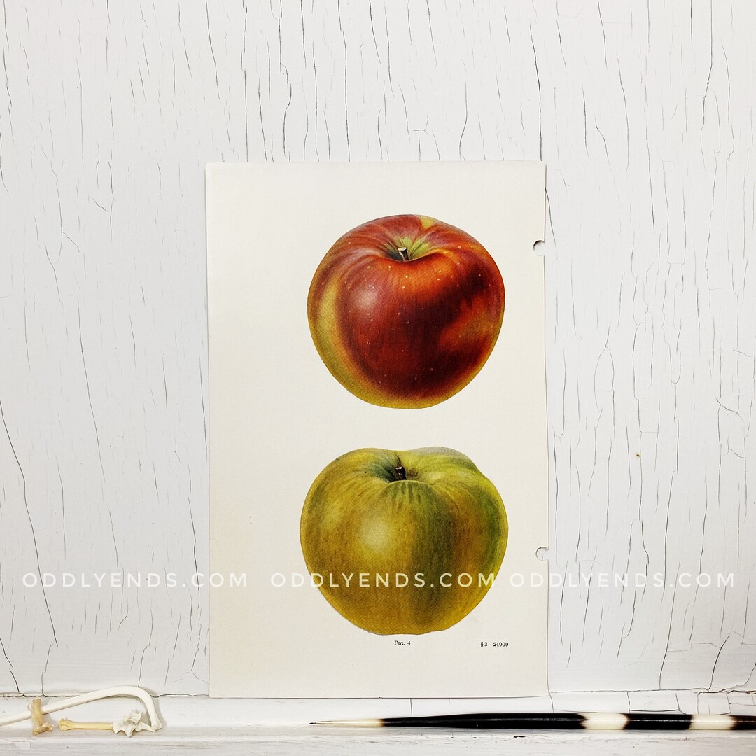 1920's Apples, Not Reproduction, Rare Vintage Publication 100 Years Old ...