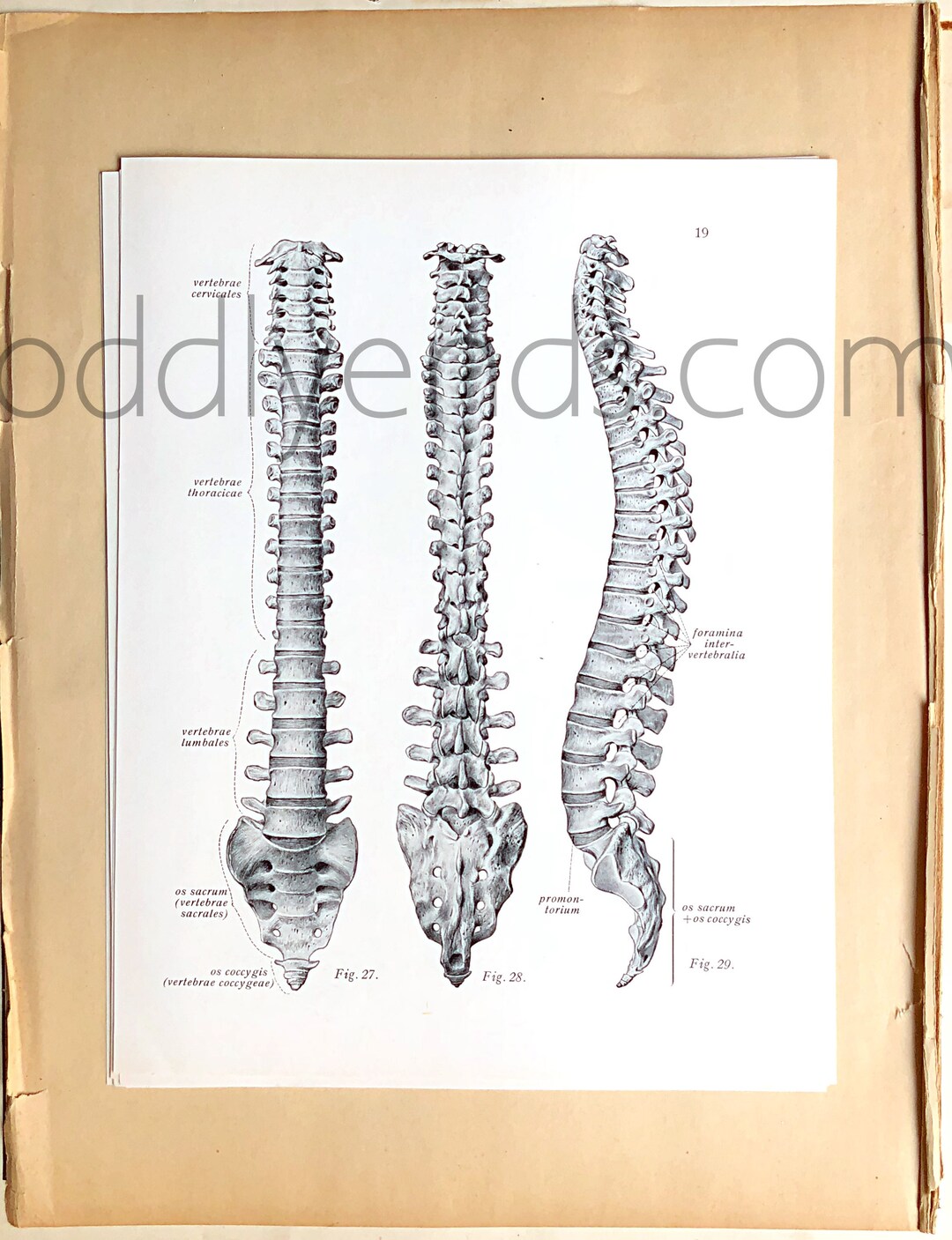 1950's Human Anatomy Original Vintage Science Encyclopedia Plate - Etsy