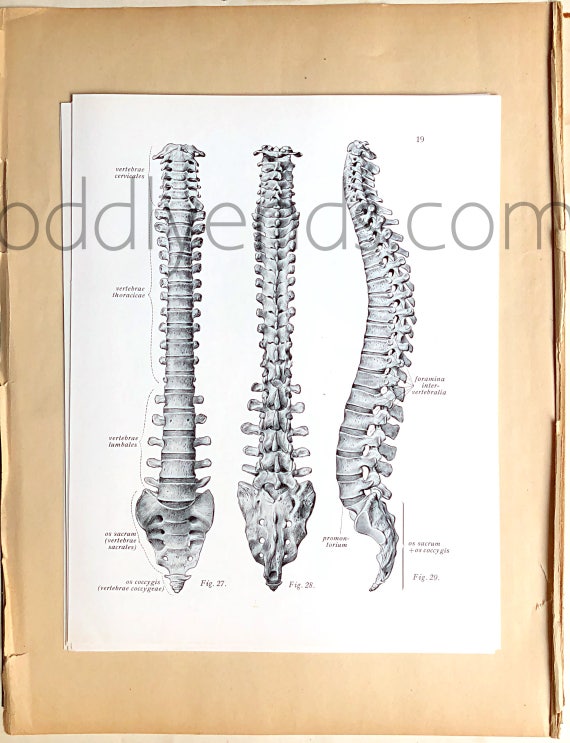 1950's Human Anatomy Original Vintage Science Encyclopedia | Etsy