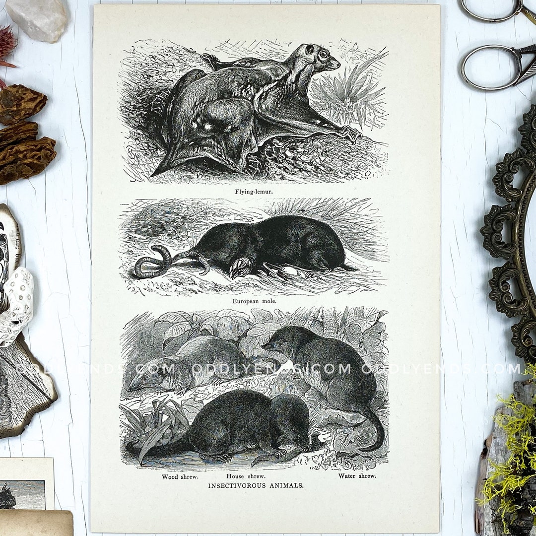 1920's Insect Eaters, Mole, Shrew, Lemur, Not Reproduction, Vintage ...