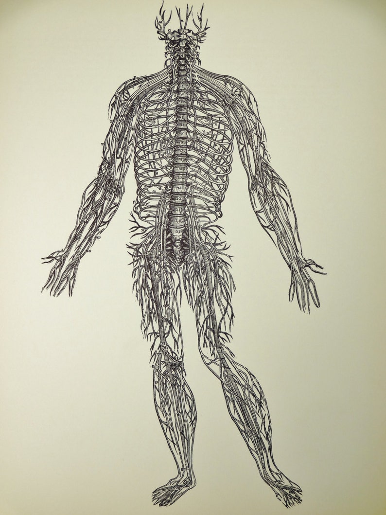 1950 Human Nerves Set of 5 Original Vintage Anatomy Vesalius - Etsy
