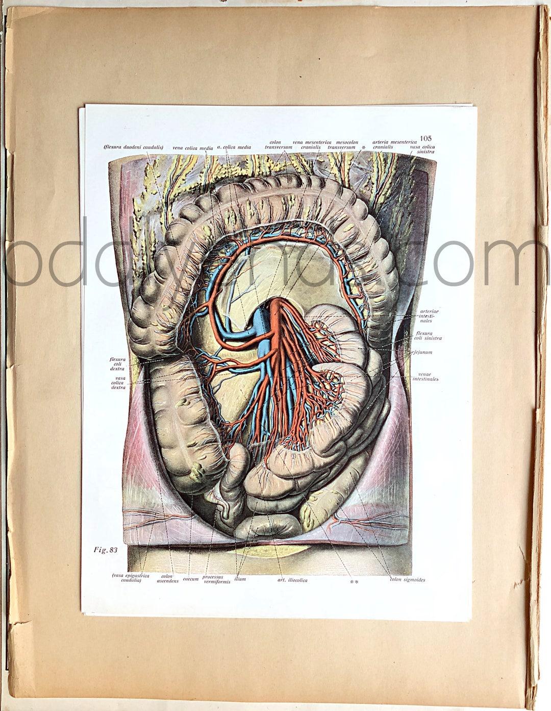 1950's Human Anatomy Original Vintage Science Encyclopedia - Etsy Australia