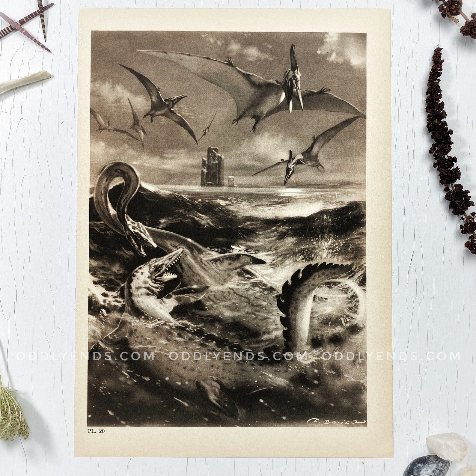 1960's Large Prehistoric Sea Life Not Reproduction | Etsy