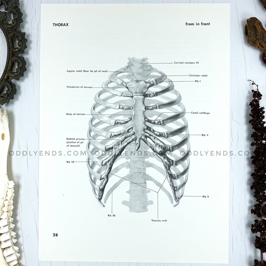 1960s Human Rib Cage Anatomy, Not Reproduction, Antique Publication ...