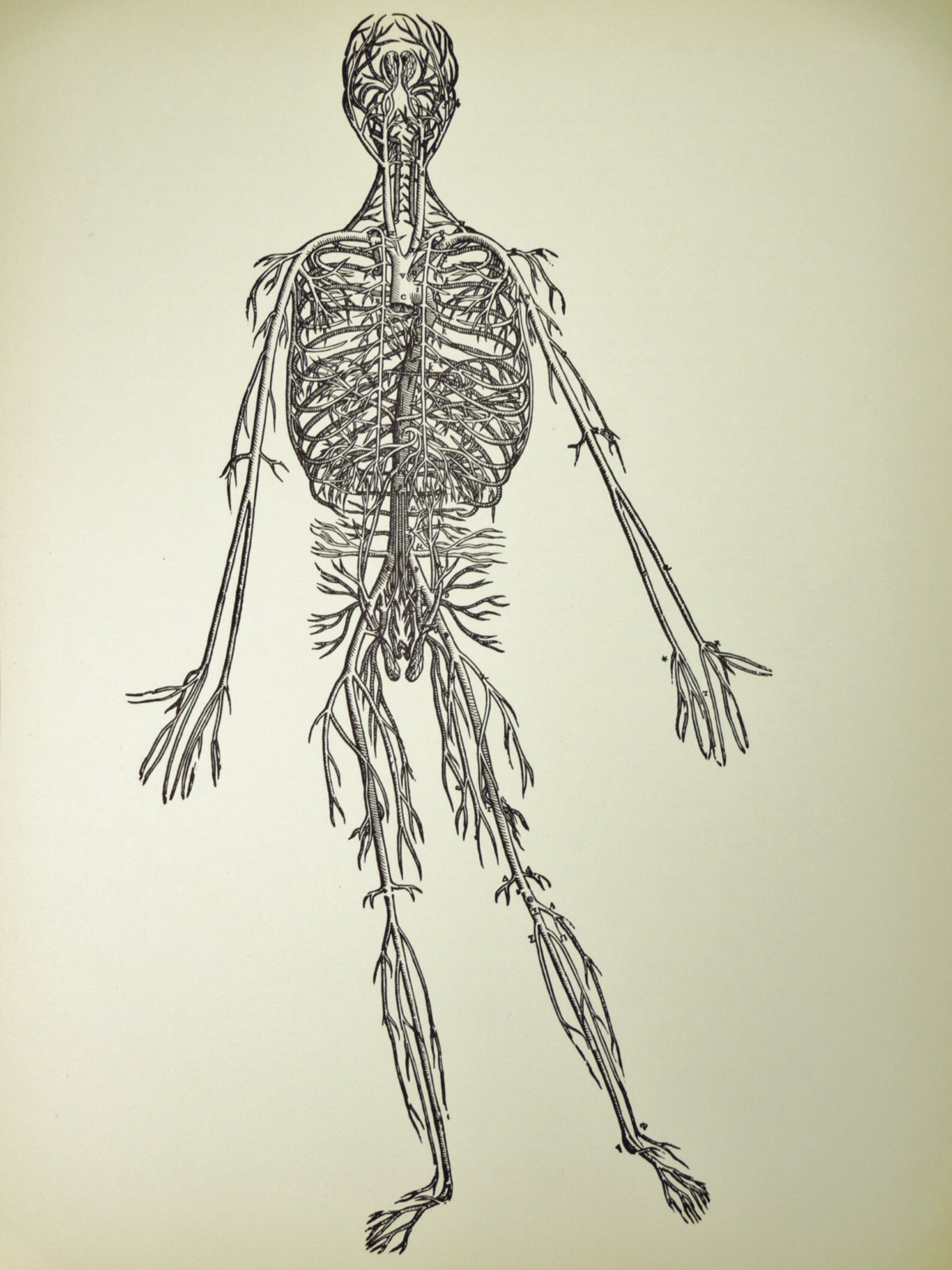 1950 Human Nerves Set of 5 Original Vintage Anatomy Vesalius - Etsy