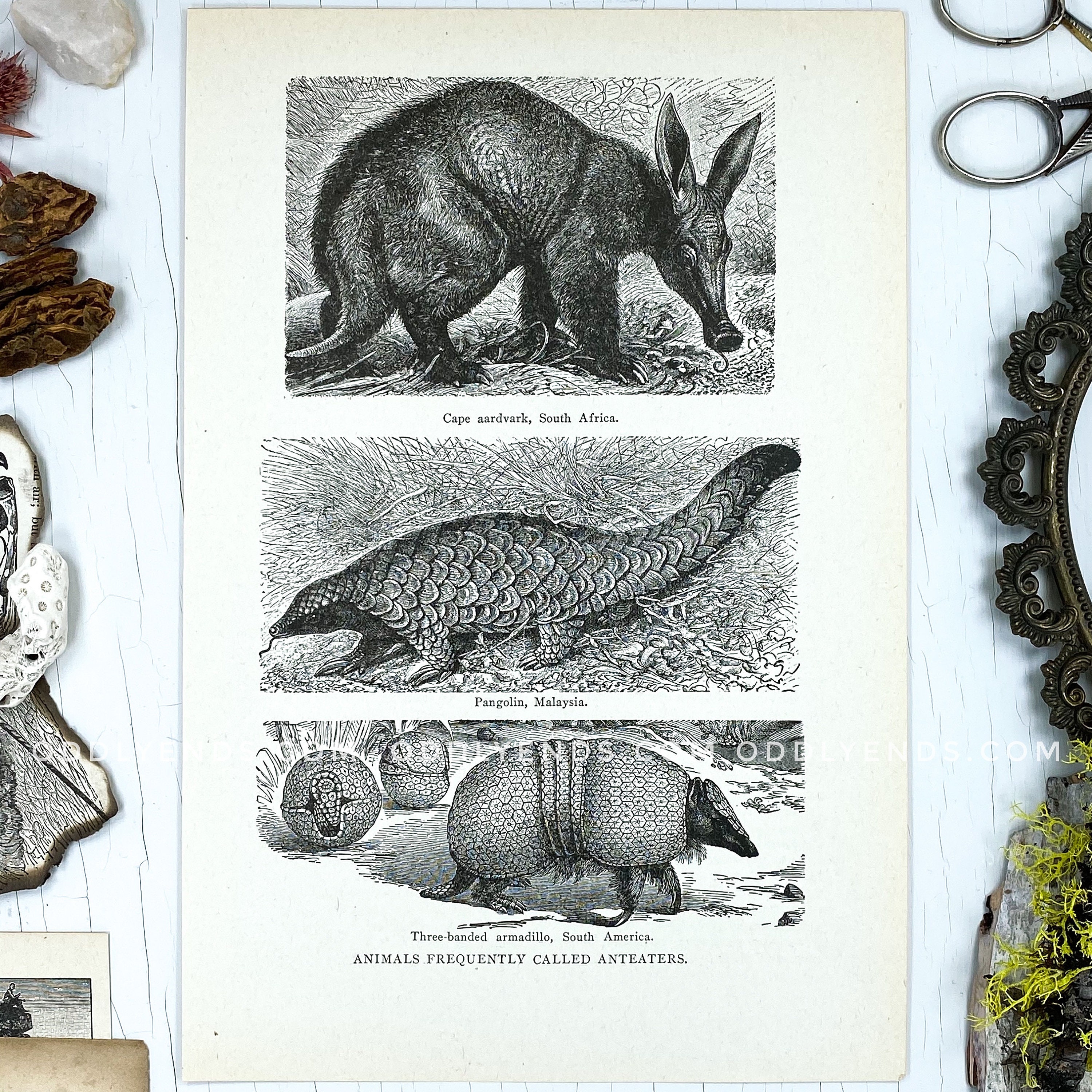 Pangolin Vs Armadillo