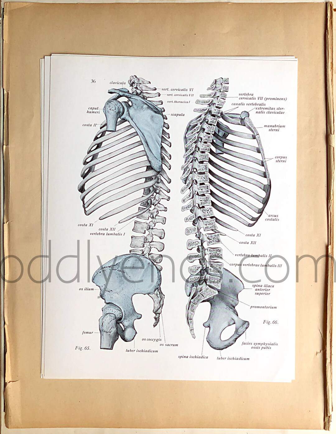 1950's Human Anatomy Original Vintage Science Encyclopedia Plate - Etsy