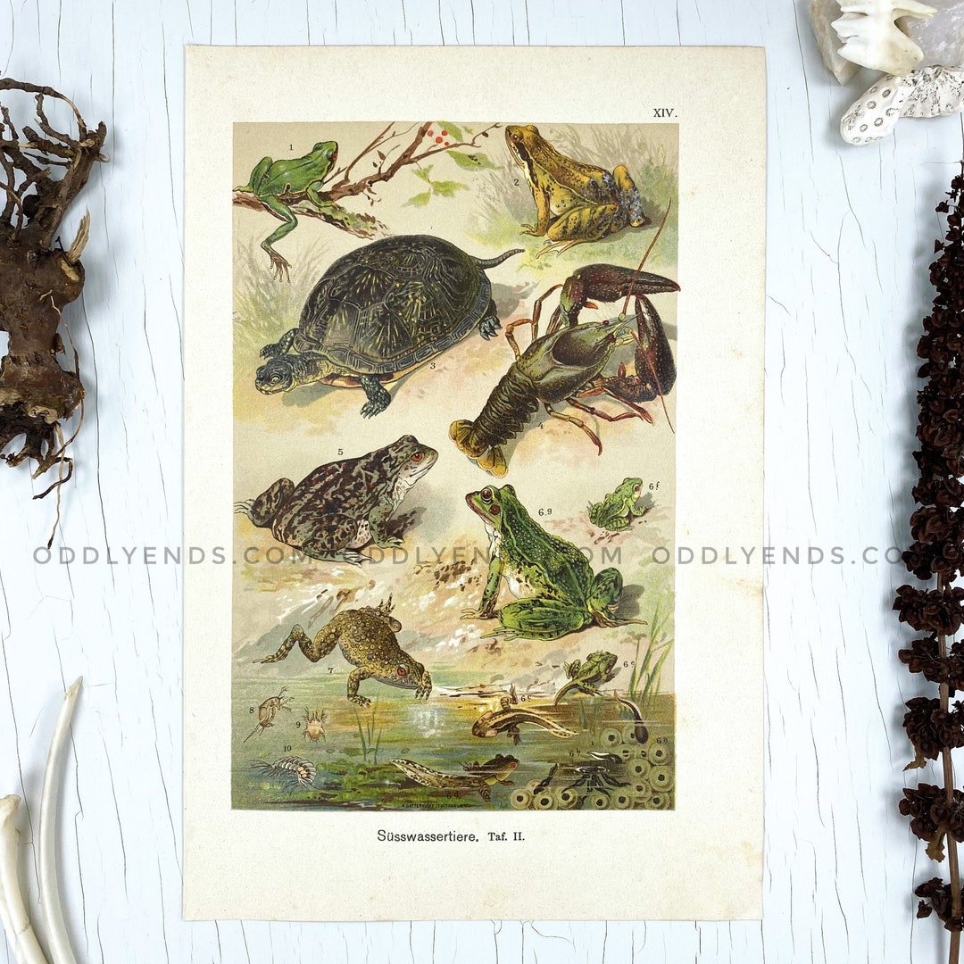 1900's Frogs, Turtle & Lobster, Not Reproduction, Vintage Publication ...