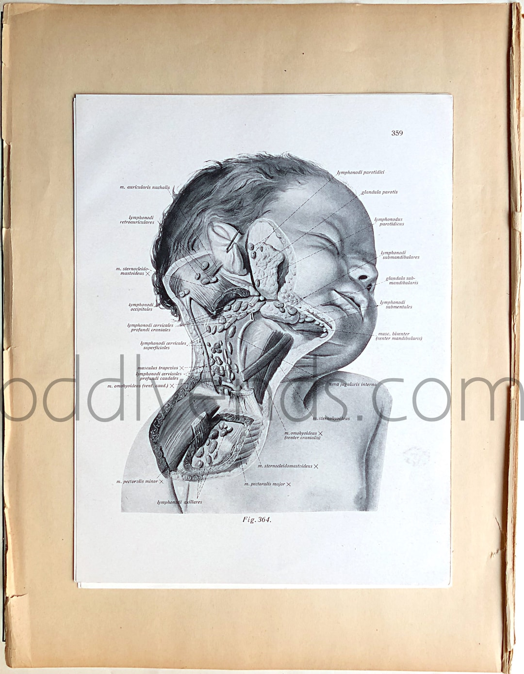 1950's Human Anatomy Original Vintage Science Encyclopedia Plate - Etsy