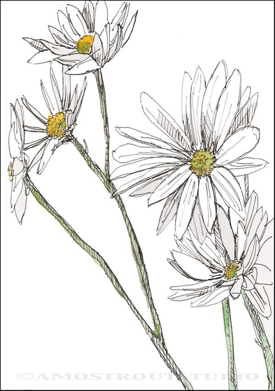White Daisies Painting, Fine Art Print Gardener & Naturalist ...