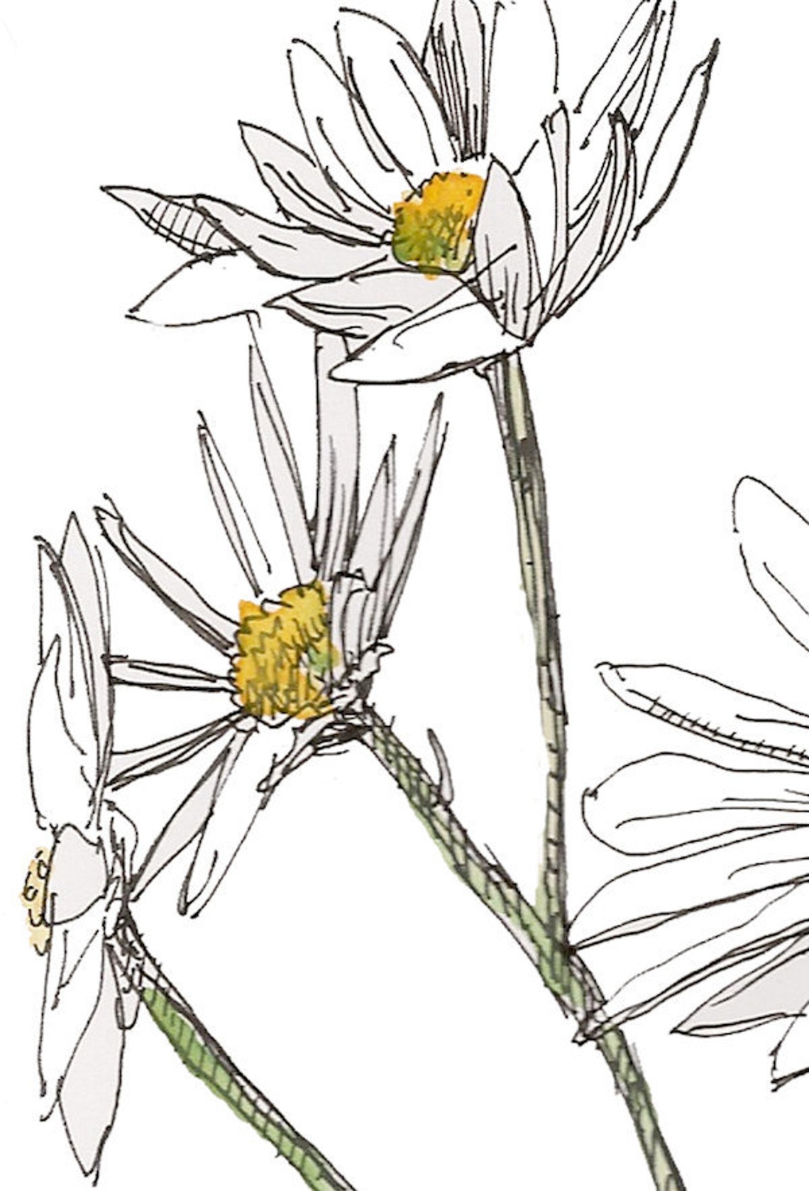 White Daisies Painting, Fine Art Print Gardener & Naturalist ...