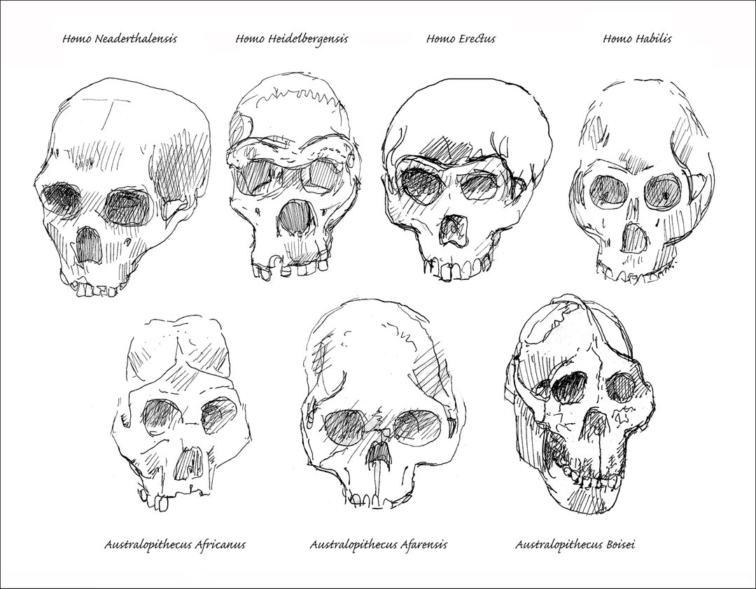 Evolution of Humankind Science Skulls of Ancestors Pen and Ink Giclee ...