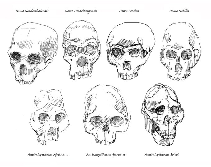 Evolution of Humankind Science Skulls of Ancestors Pen and Ink Giclee ...