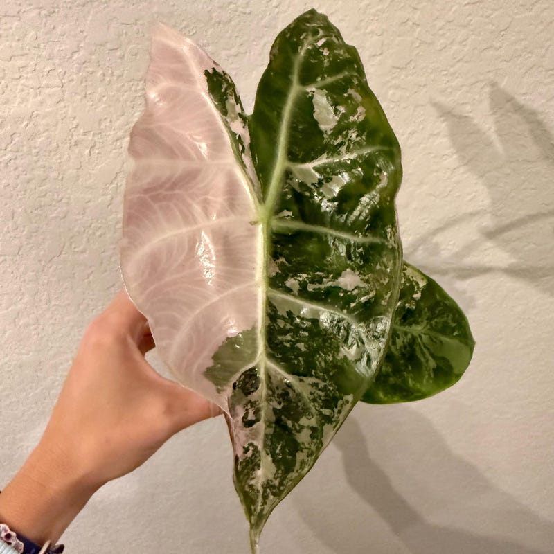 Alocasia Pink Dragon Albo - Etsy