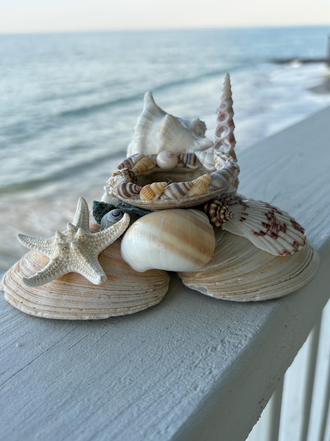 Starfish, Clam, Coquinas, Wentletrap, Nutmeg Shells - Etsy