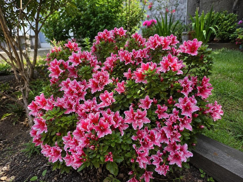 MARDI GRAS Azalea Rhododendron Deciduous Starter Plant~~red & White Bi ...
