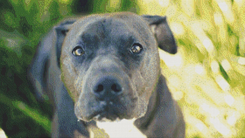 Pitiful Pitbull Cross Stitch Pattern Animal Series No. 12 Design ...