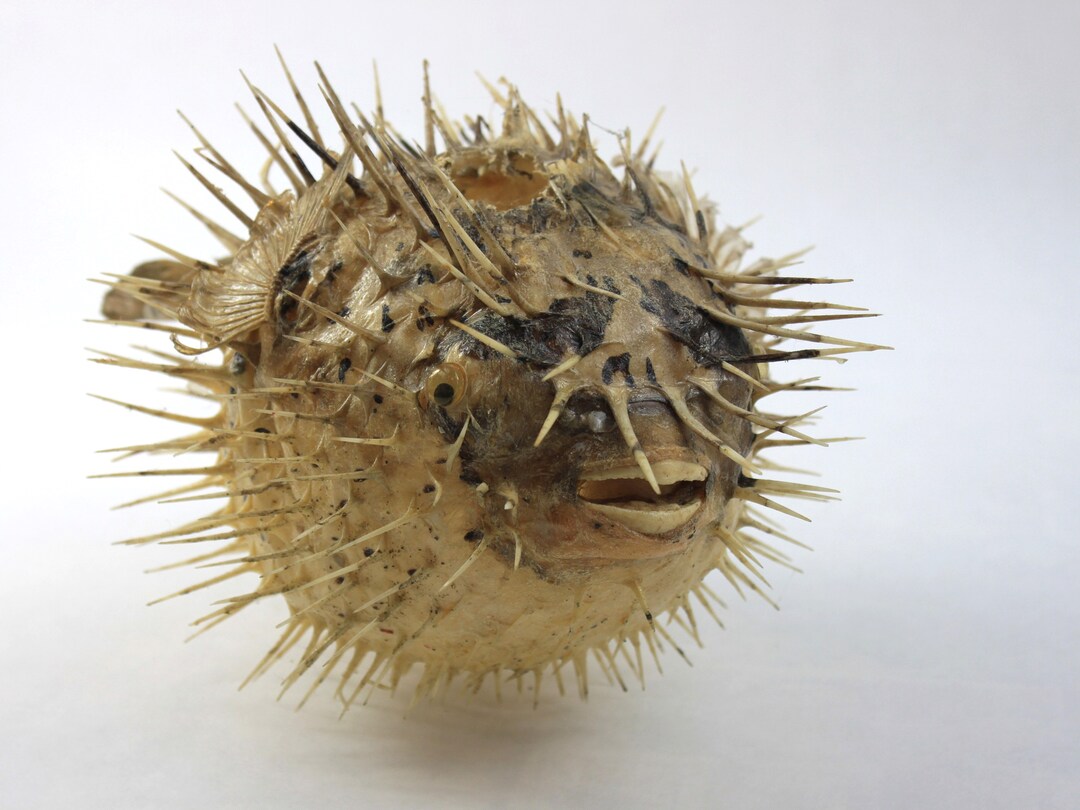 Vintage Taxidermy Preserved Puffer Porcupine Blowfish Hedgehog Fish - Etsy