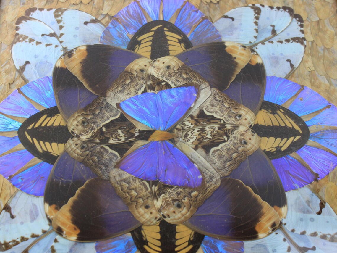 1930s Carlos Zipperer Brazilian Wood and Glass Tea Butterfly Wing Tray ...