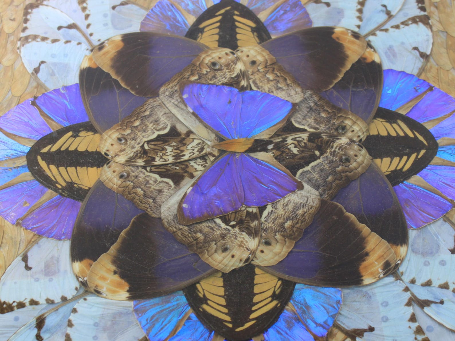 1930s Carlos Zipperer Brazilian Wood and Glass Tea Butterfly Wing Tray ...
