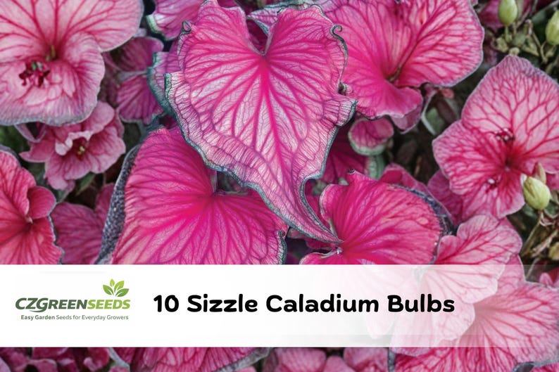 Sizzle Caladium Bulbs | Tropical Foliage Tubers for Shade Gardens - Etsy