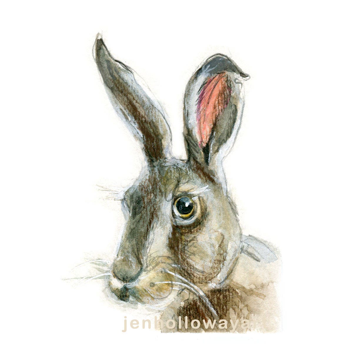 Mr. Jackrabbit, Jackrabbit Illustration, Rabbit Watercolor, Rabbit ...